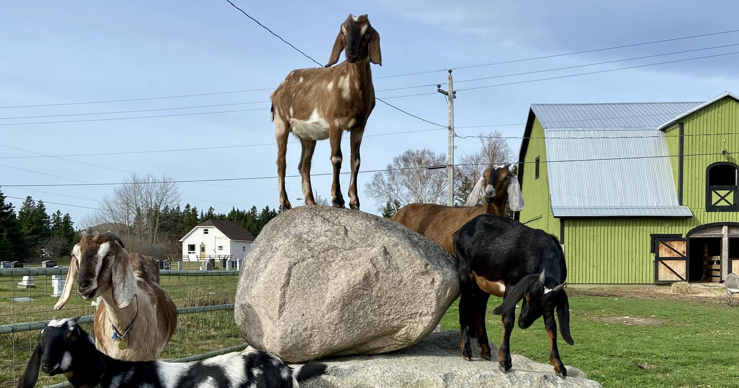 Contact – Groovy Goat